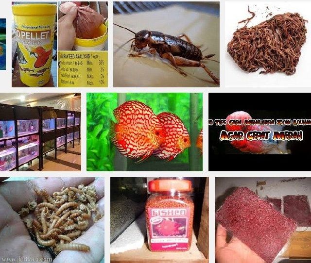 Ini Beliau Pakan Alami Dan Buatan Untuk Budidaya Ikan - cara ternak ikan