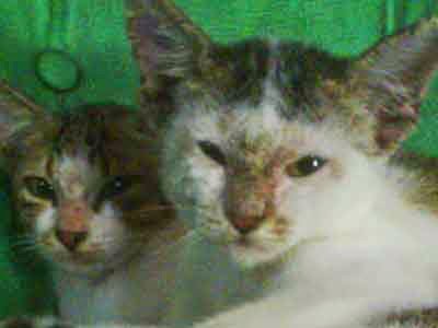 Scabies Pada Kucing