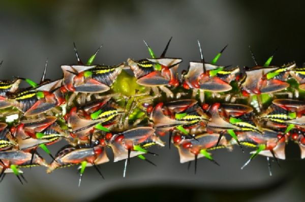 Treehopper – The Ugliest Insect In The World ~ Funz Lol World