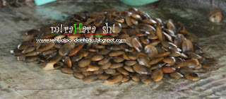 -L!fe SeeM L!ke A Ra!nBoW LaYeR-: Aneka Cengkerang Di Pantai Remis,Selangor