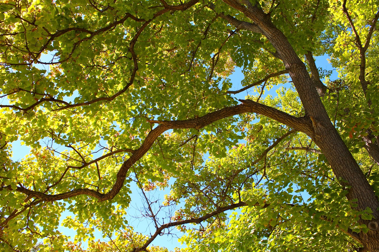 Florez Nursery: Looking up at Trees