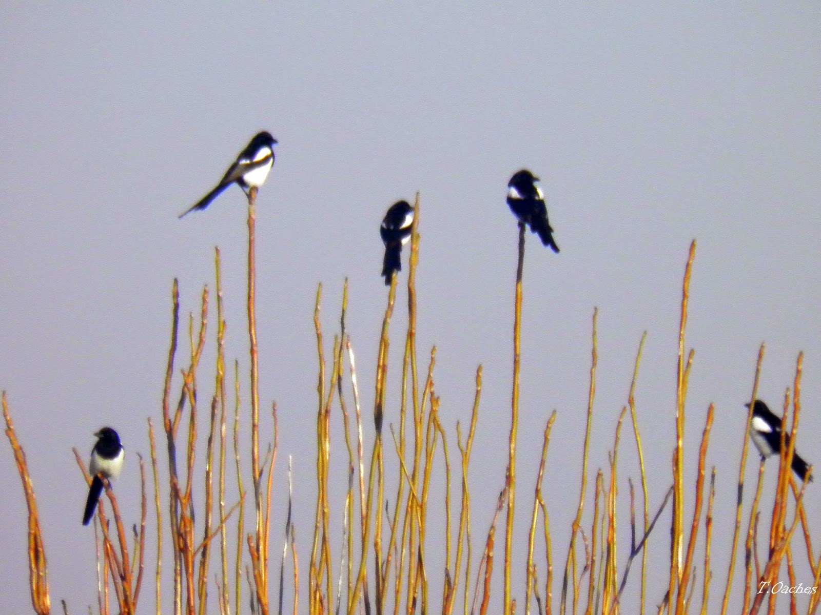 PASARI DIN ROMANIA: COTOFANA, Pica pica