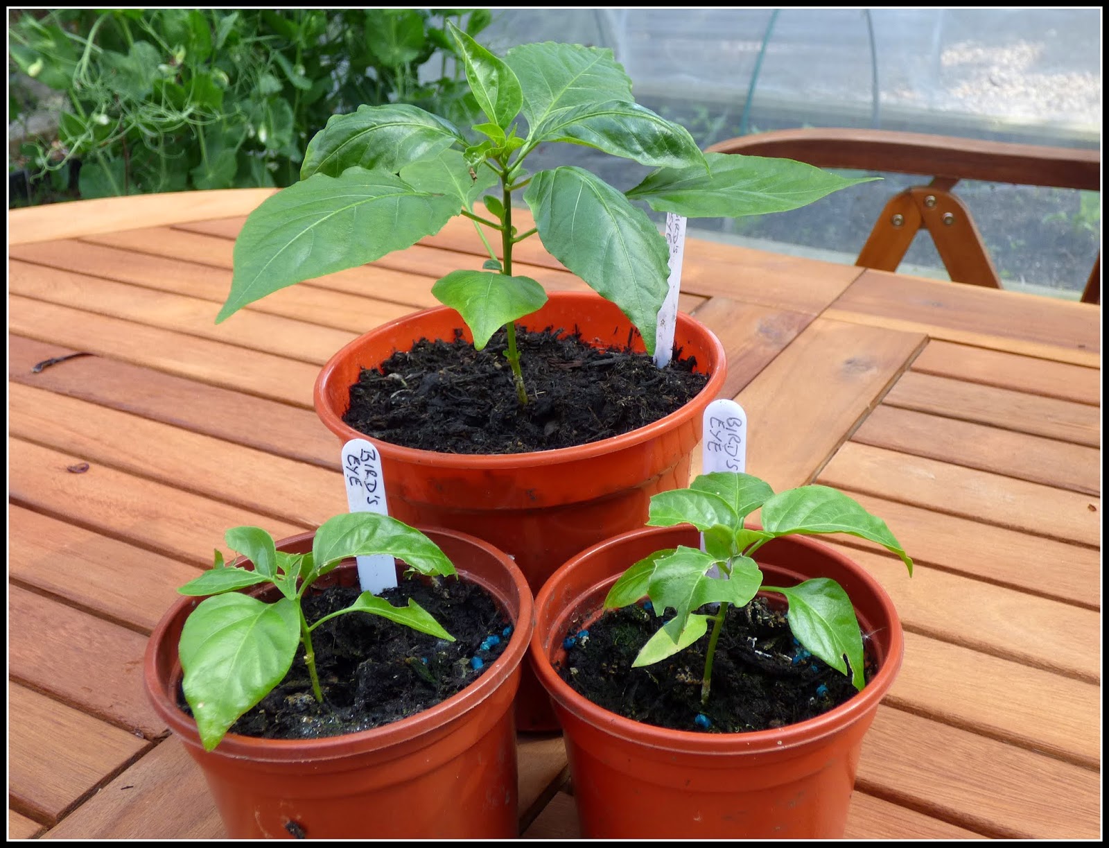 Mark's Veg Plot: Chilli update