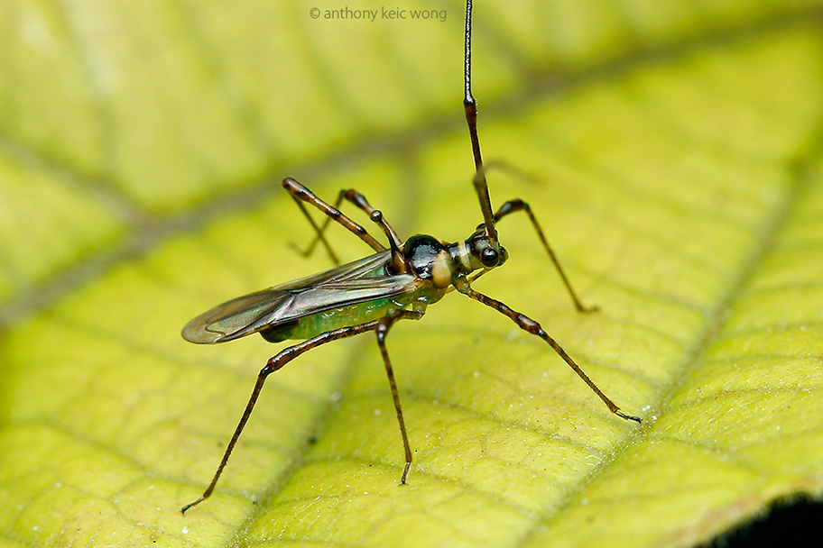 Macro Photography: Helopeltis sp (Miridae), Mosquito Bug.