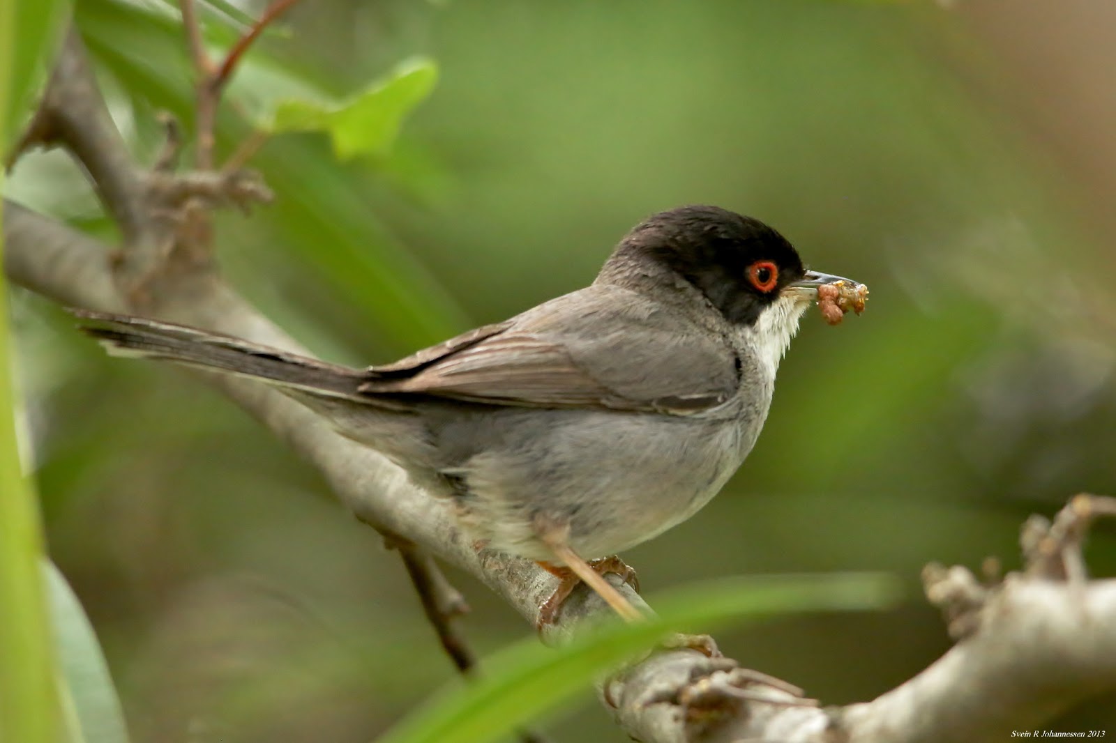Nature photographer Svein R Johannessen : Våre sangere og fluesnappere ...