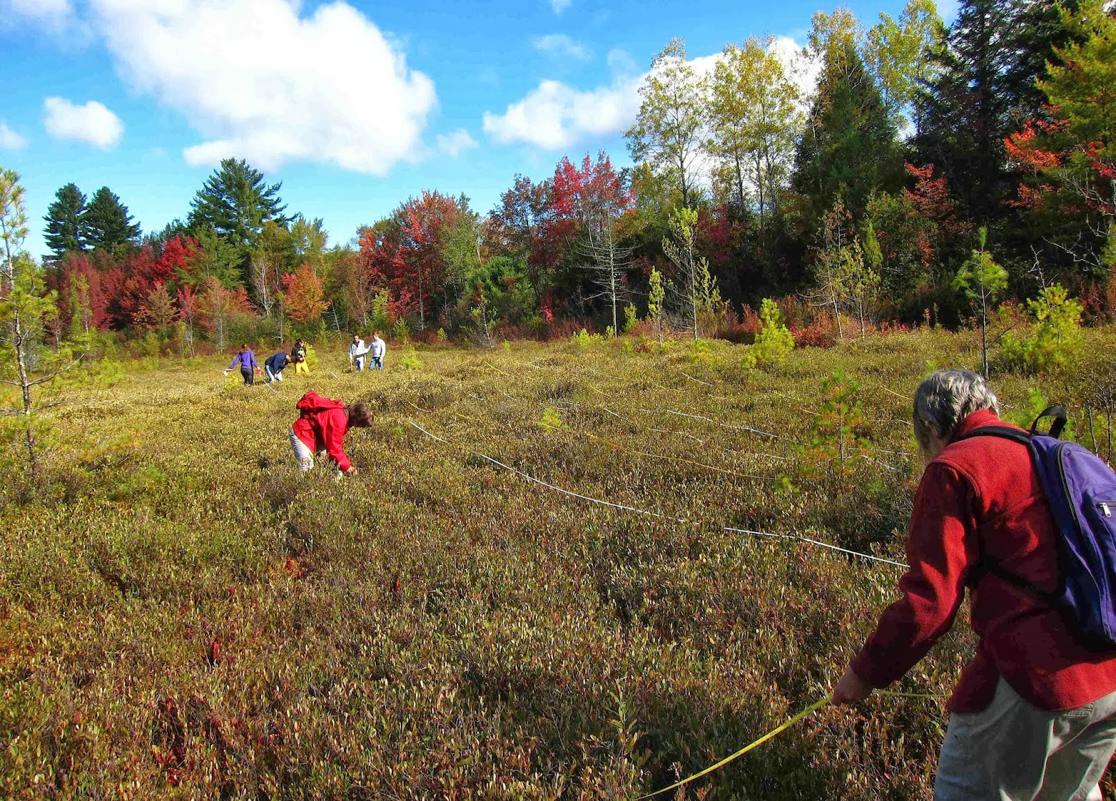Saratoga woods and waterways: Ecology Students Explore a Bog