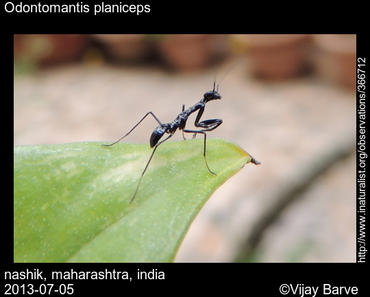 My Encounters with Nature: Asian ant mantis (Odontomantis planiceps)