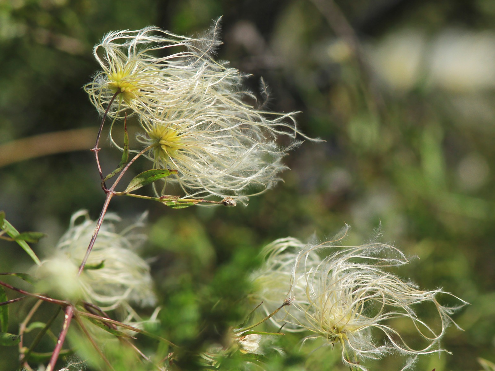 Flora Bonaerense: Barba de viejo (Clematis montevidensis)