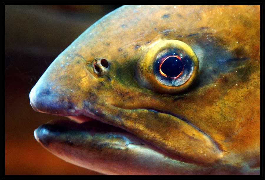 PaleoStories: Piccolo Atlante di Anatomia di Gnathostomata ...