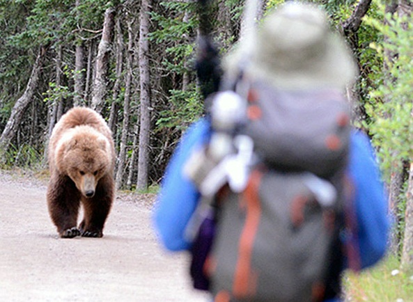 Why Does Playing Dead Work On Bears? ~ My Mindy Mind