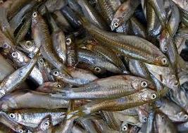 Ikan Seluang - Ucizia Fish