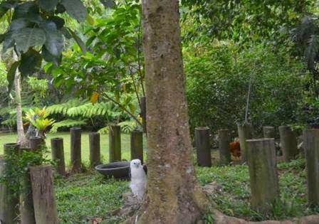 Best Beach Resorts in Batangas: Bluroze Farm Review