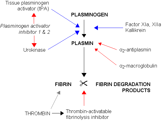 Xét nghiệm Y học: Định lượng sản phẩm thoái hóa Fibrinogen và Fibrin (FDP)