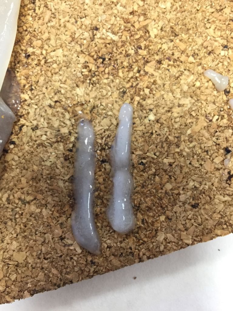 DISECCIÓN DE UN CALAMAR