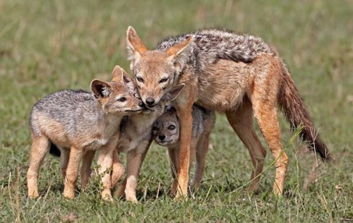 | Jackals | Jackals HD Wallpapers | Jackals Pictures | Jackals Photos ...