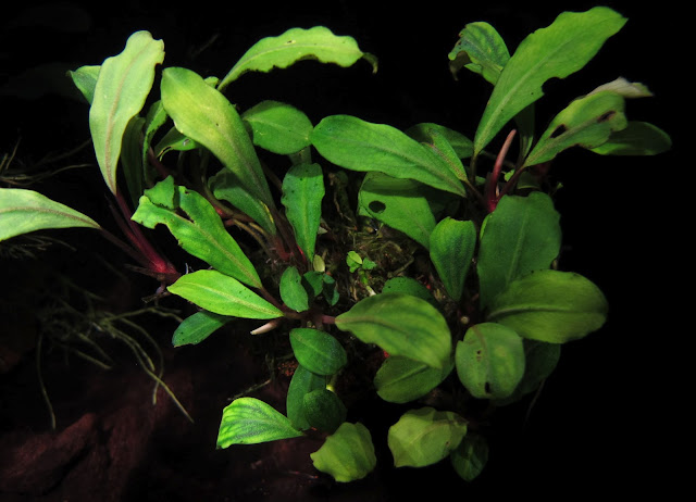 endemic plants: Bucephalandra sp. Red Stem