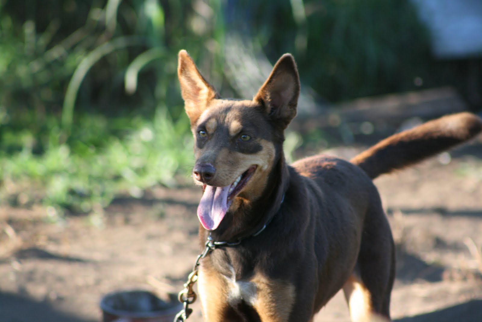 Silver Star Kelpie Stud: Miley