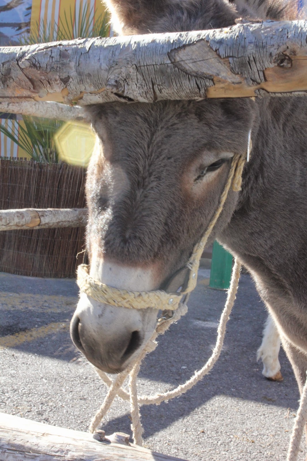 Kike : Visita a la Asociación Burros y Burras C. Valenciana
