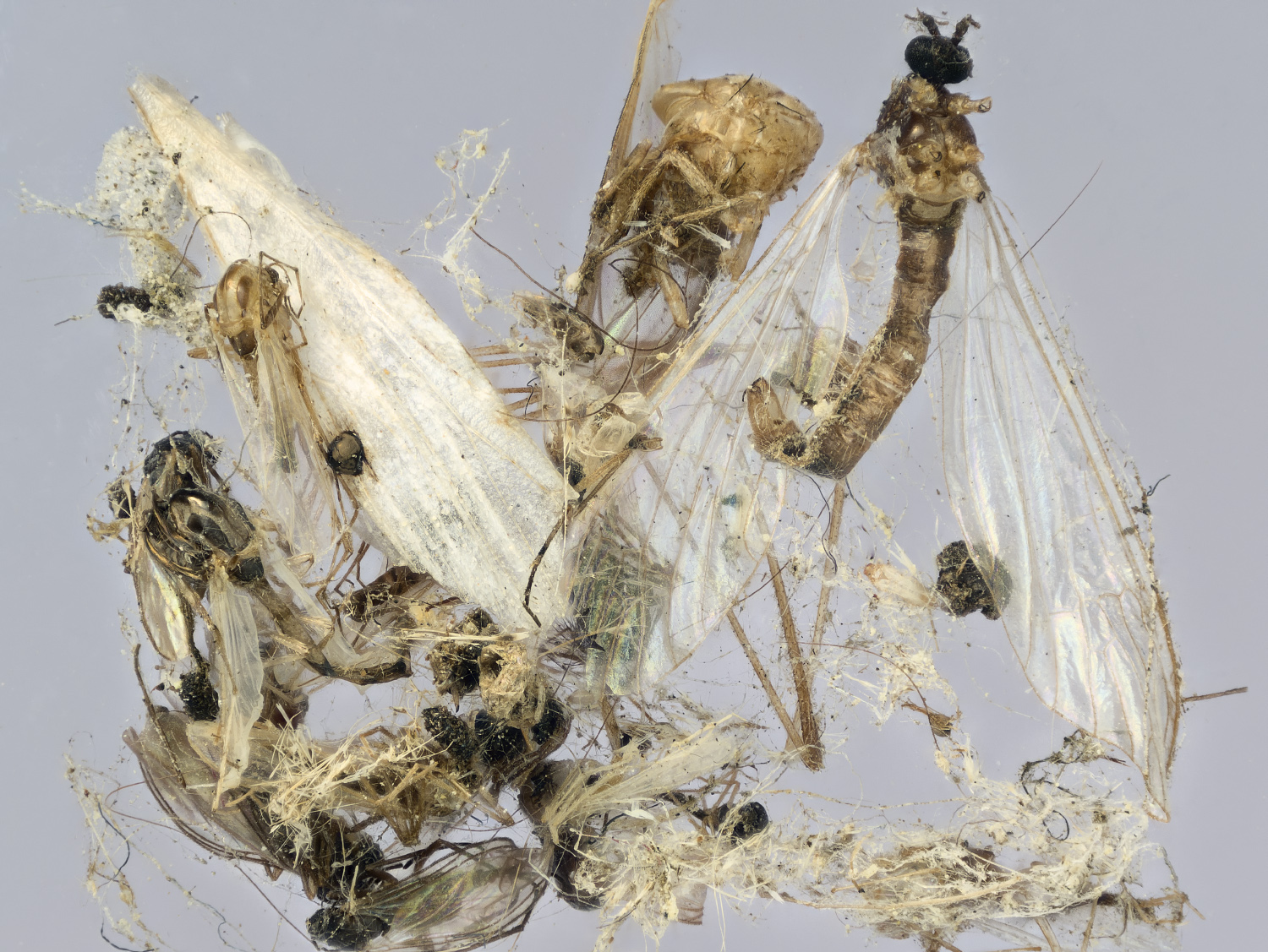 Morten Øen: Dead insects, April 2017, Nissedal, Norway