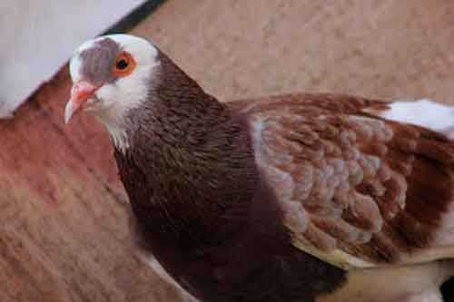 Burung Merpati Warna Menurut Karakternya