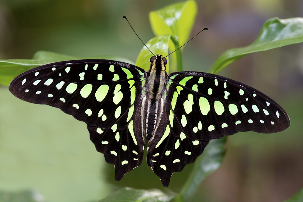 Graphium agamemnon DATASHEET | BugsAlive