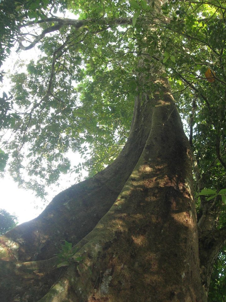 POHON RAO/RAU | Aenze Blog