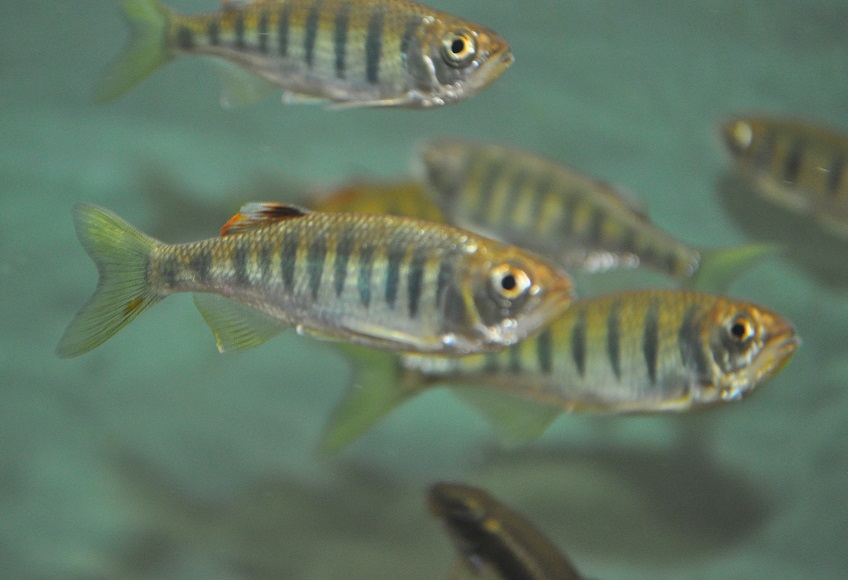 ZOOTOGRAFIANDO (6.100 ANIMALS): BARBO DE MACKEREL (Opsarius pulchellus)