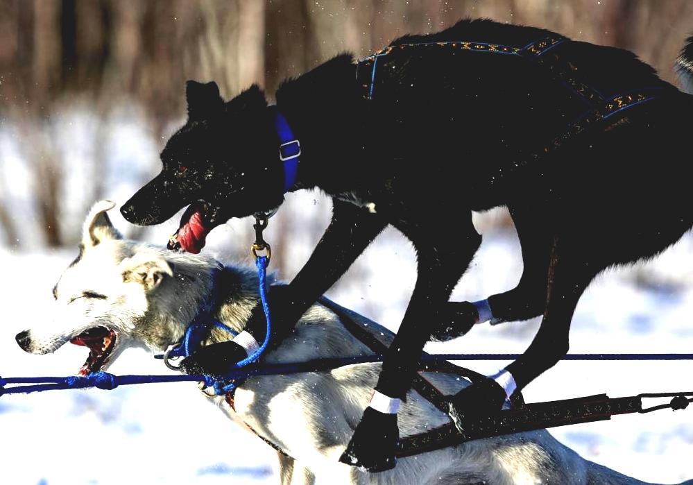 Iditarod Trail Sled Dog Race - Iditarod Dog Breeds
