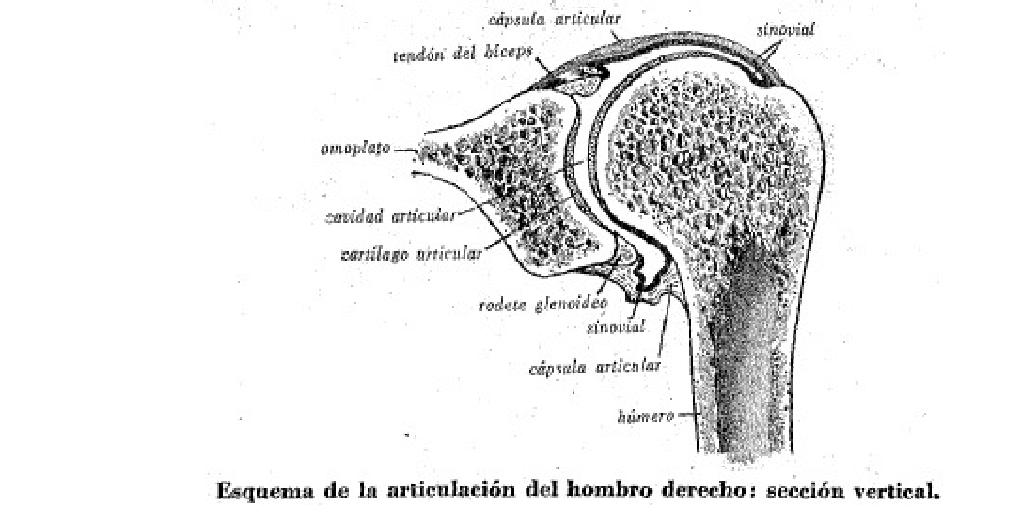 Sistema Articular