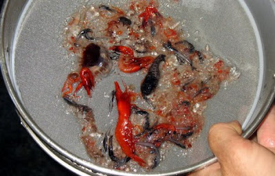 Charismatic Microfauna: Denizens of the Deep