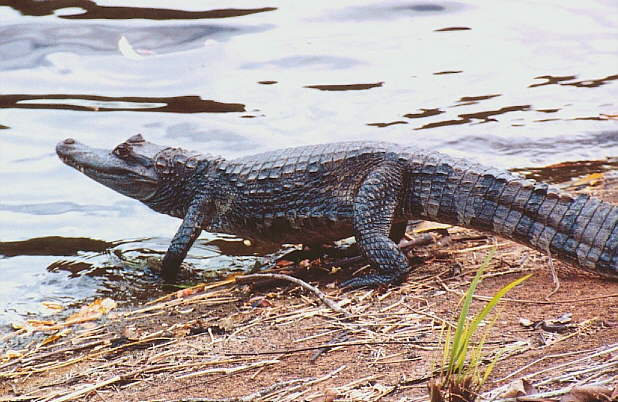 Caiman | The Life of Animals