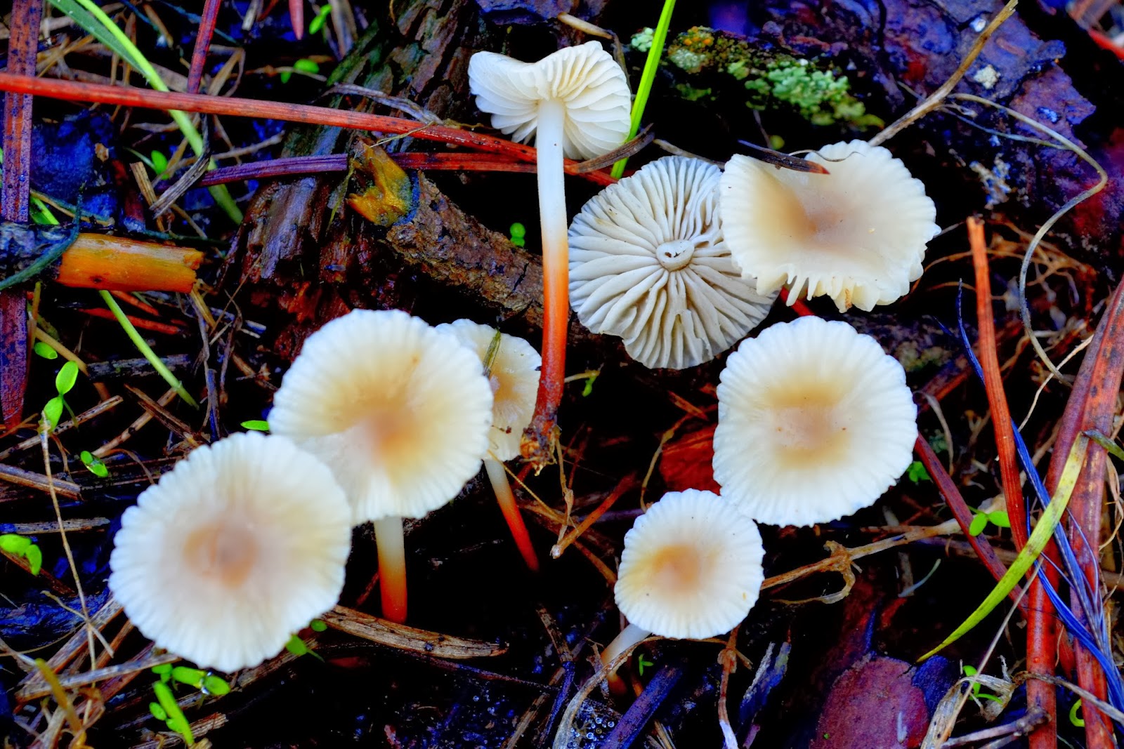 Setas Extremadura : Marasmius Torquescens