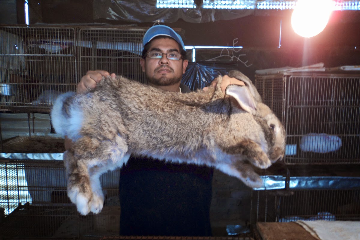CONEJO GIGANTE DE FLANDES GRANJA DON CARMELO: CONEJO GIGANTE DE FLANDES ...