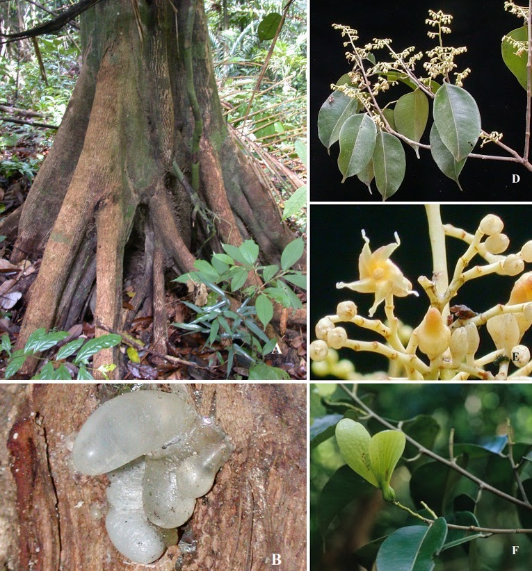 Species New to Science: [Botany • 2017] Hopea macrocarpa • A New ...