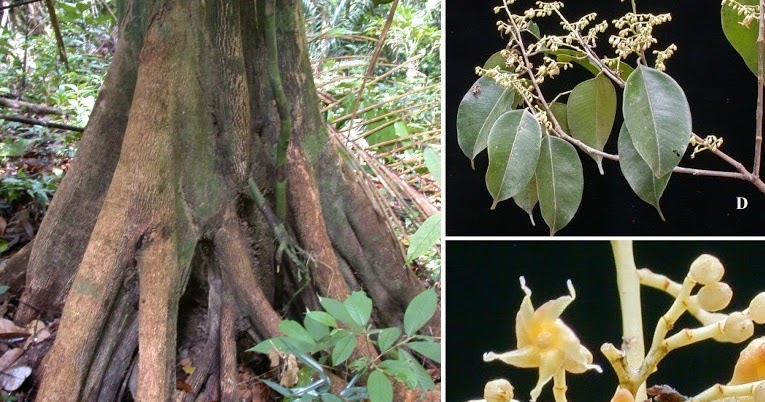 Species New to Science: [Botany • 2017] Hopea macrocarpa • A New ...