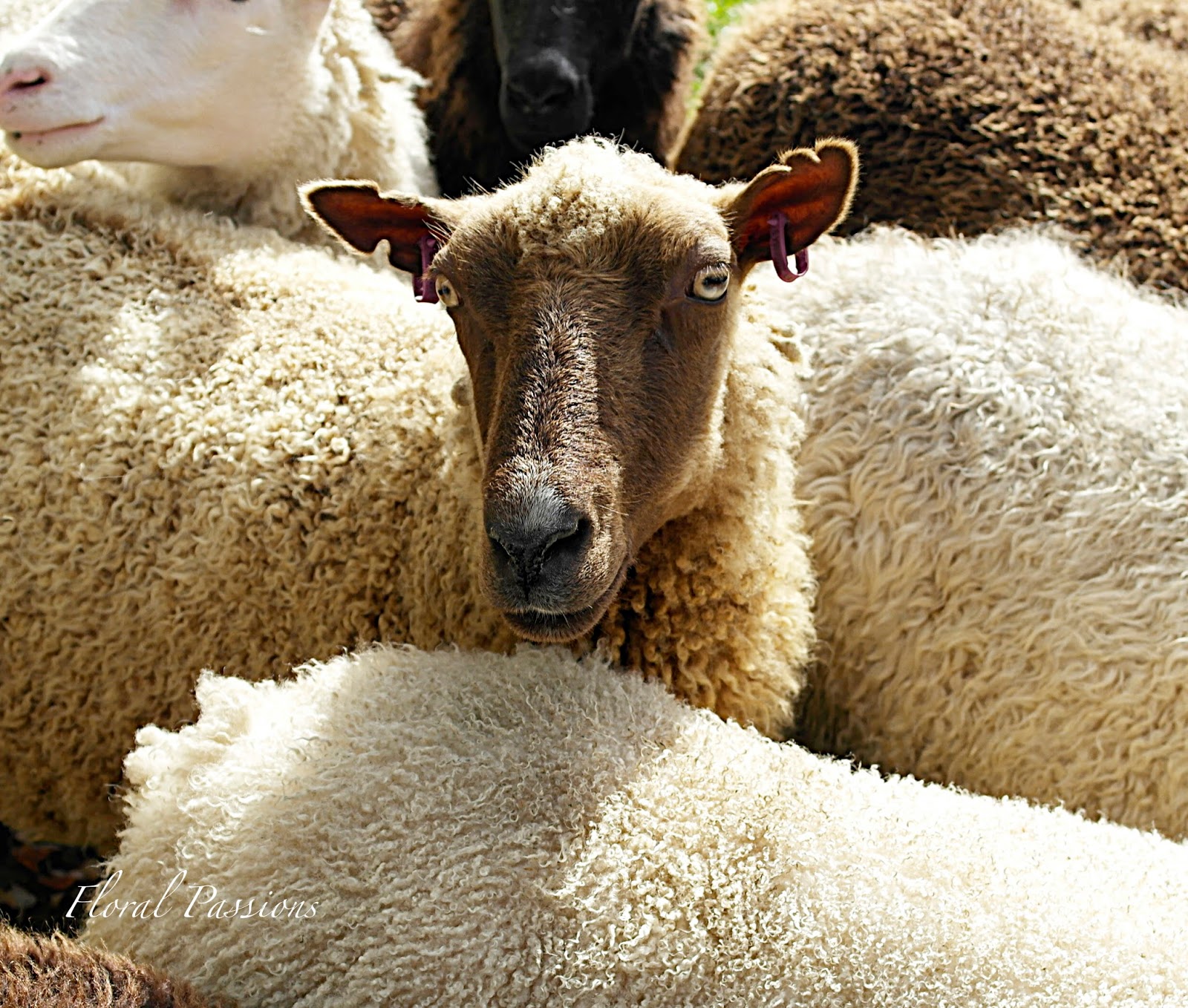 Floral Passions: Finnsheep - Nordic Speciality