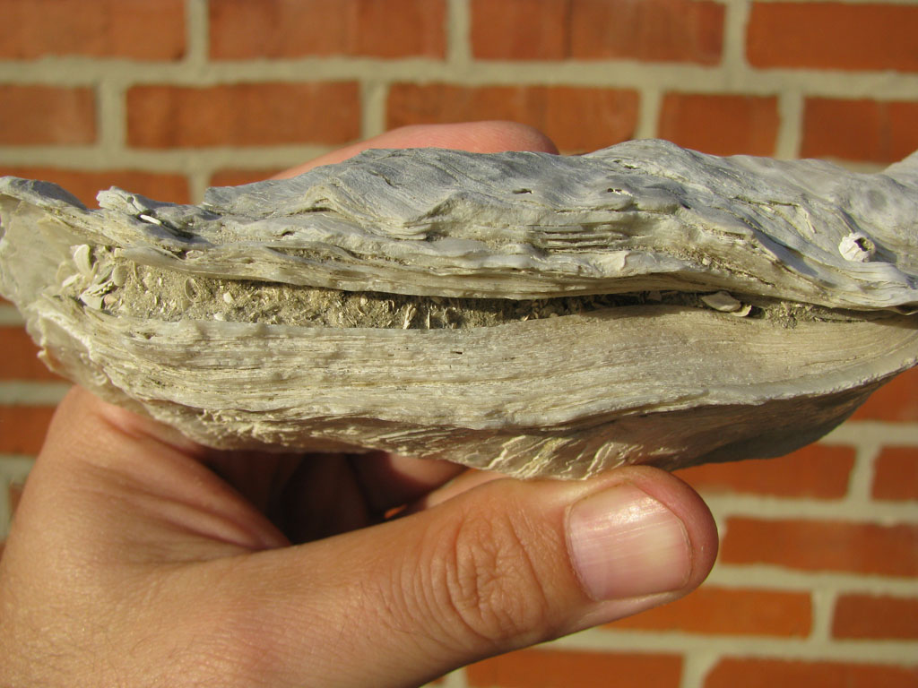 Views of the Mahantango: Large fossil oyster from Florida