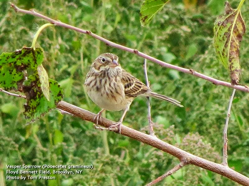 The City Birder: 10/01/2013 - 11/01/2013
