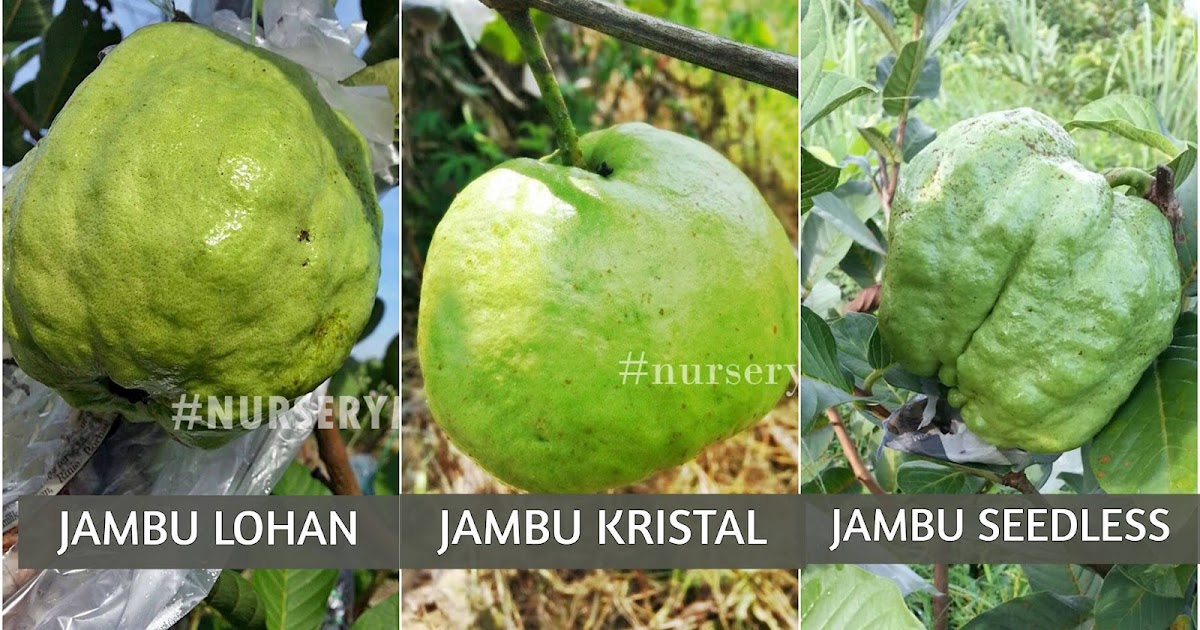 JENIS JAMBU BATU
