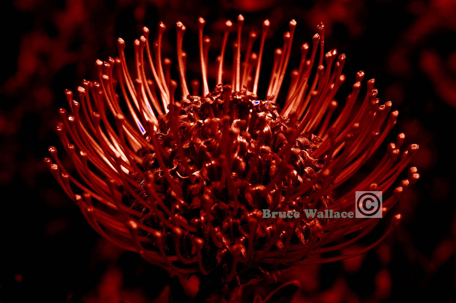 Great SouthLand Photography: Digital Images - Fractalius Filter