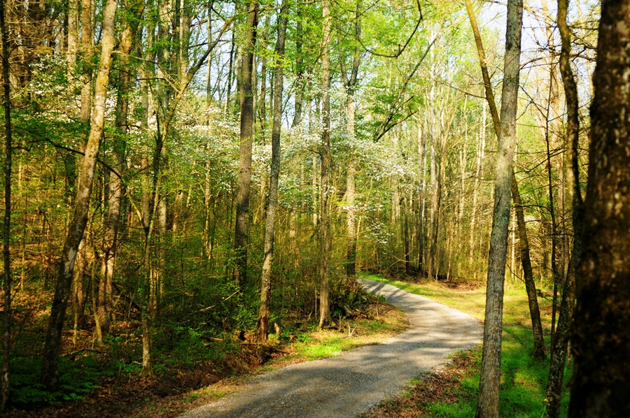 Dogwood Trace Farm: About Dogwood Trace
