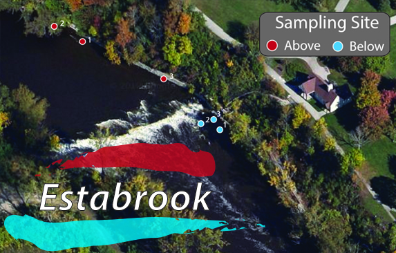 The Ecological Effects of Damming: Estabrook