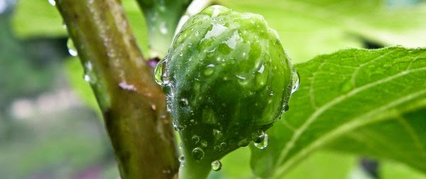 Principios Divinos: “significado del mandamiento fructificad”