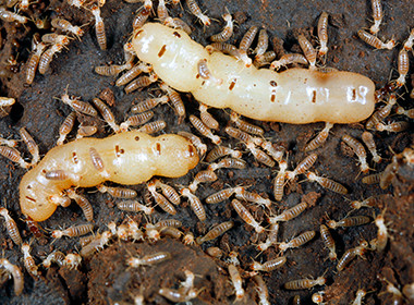 Termite Control Methods: A Background In Uncomplicated Termite Control ...