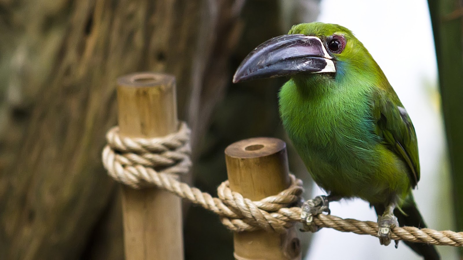 The Wallpapers: Birds