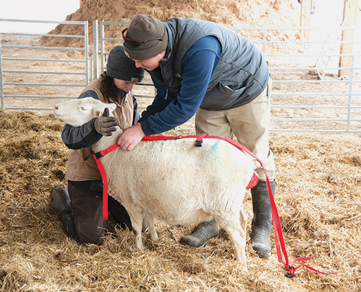 Premier Farm Diary: How to use a prolapse harness