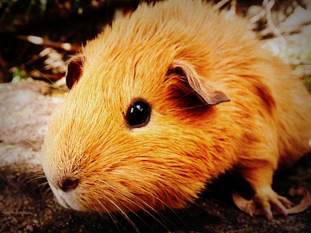 Sweetie, The World's Oldest Guinea Pig: Allow me to Introduce Sweetie ...