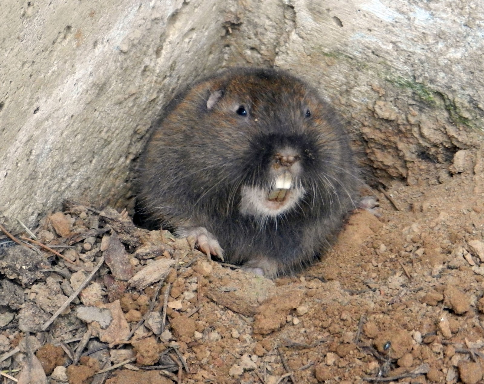 Cat Patches: Big Game