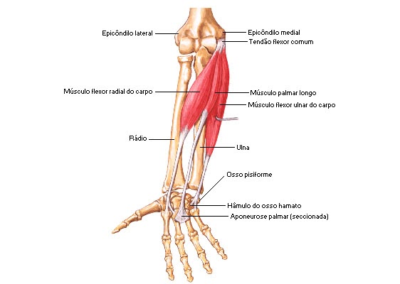 FISIOAJUDA: FLEXOR RADIAL DO CARPO