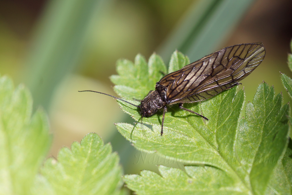 Photo Nature Lilliputienne (macrophotographies): Sialis lutaria, le ...